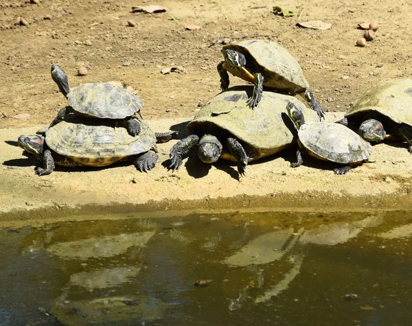 Formation of turtles Stock Photos, Royalty Free Formation of turtles ...