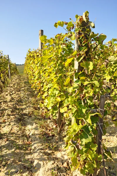 Vineyard Stock Photo by ©TeriVirbickis 33820975