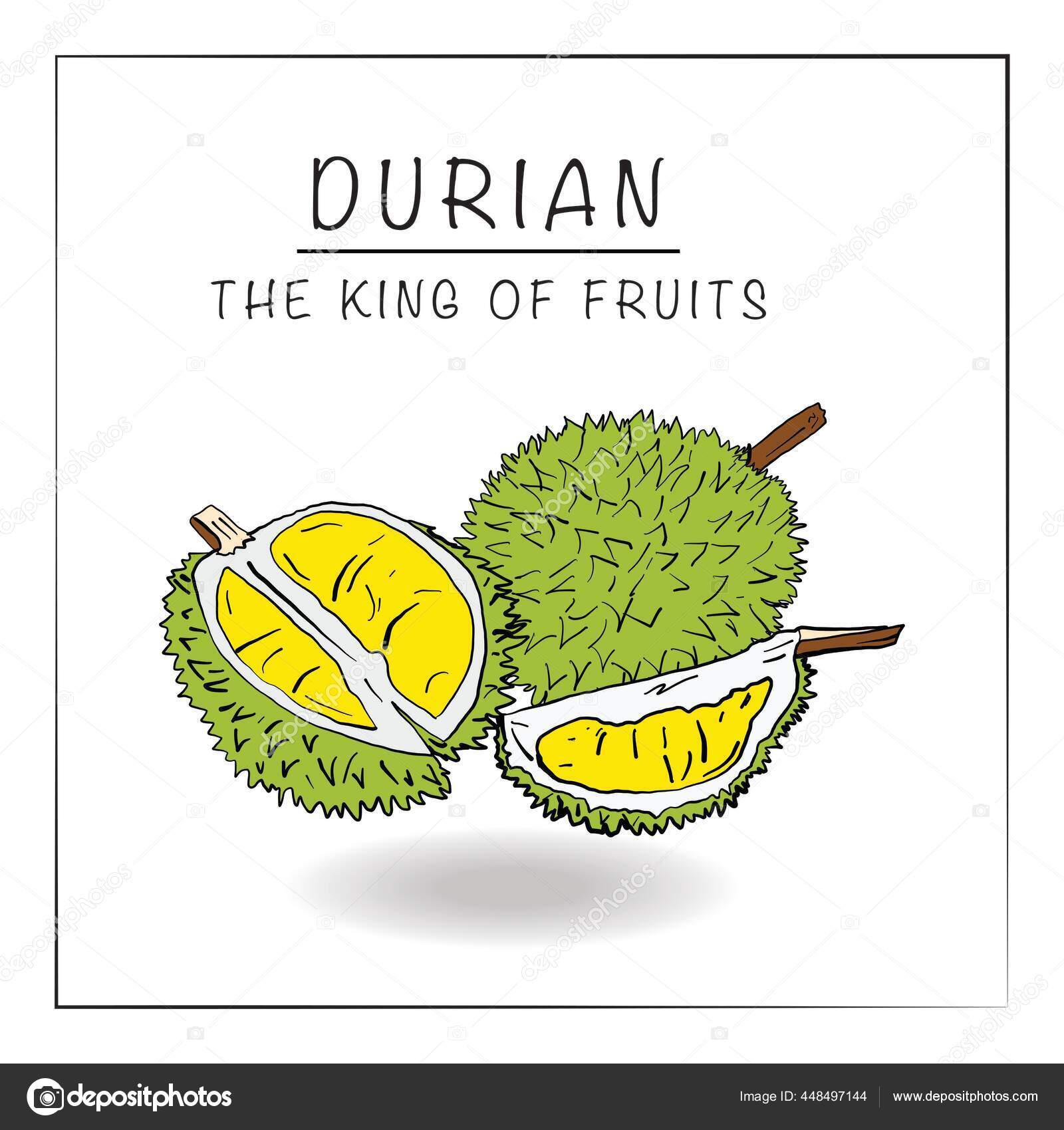 Durian Vector Handsketch Doodle Style Coloured Stock Vector Image by ...