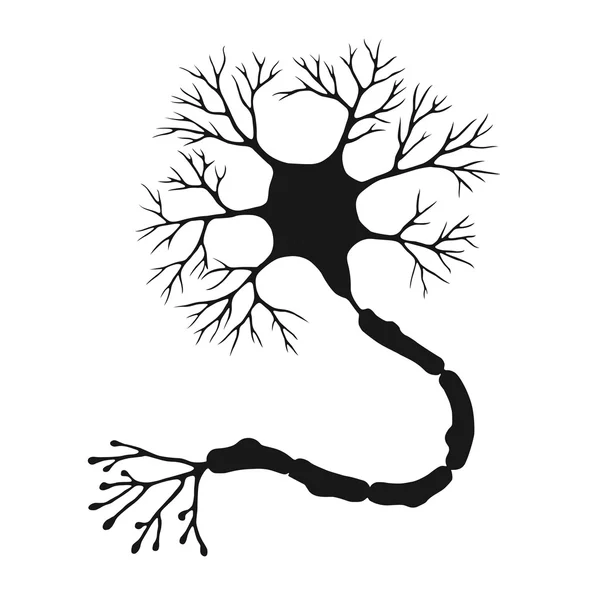 Human neuron on a white background — Stock Vector © edesignua #48855839