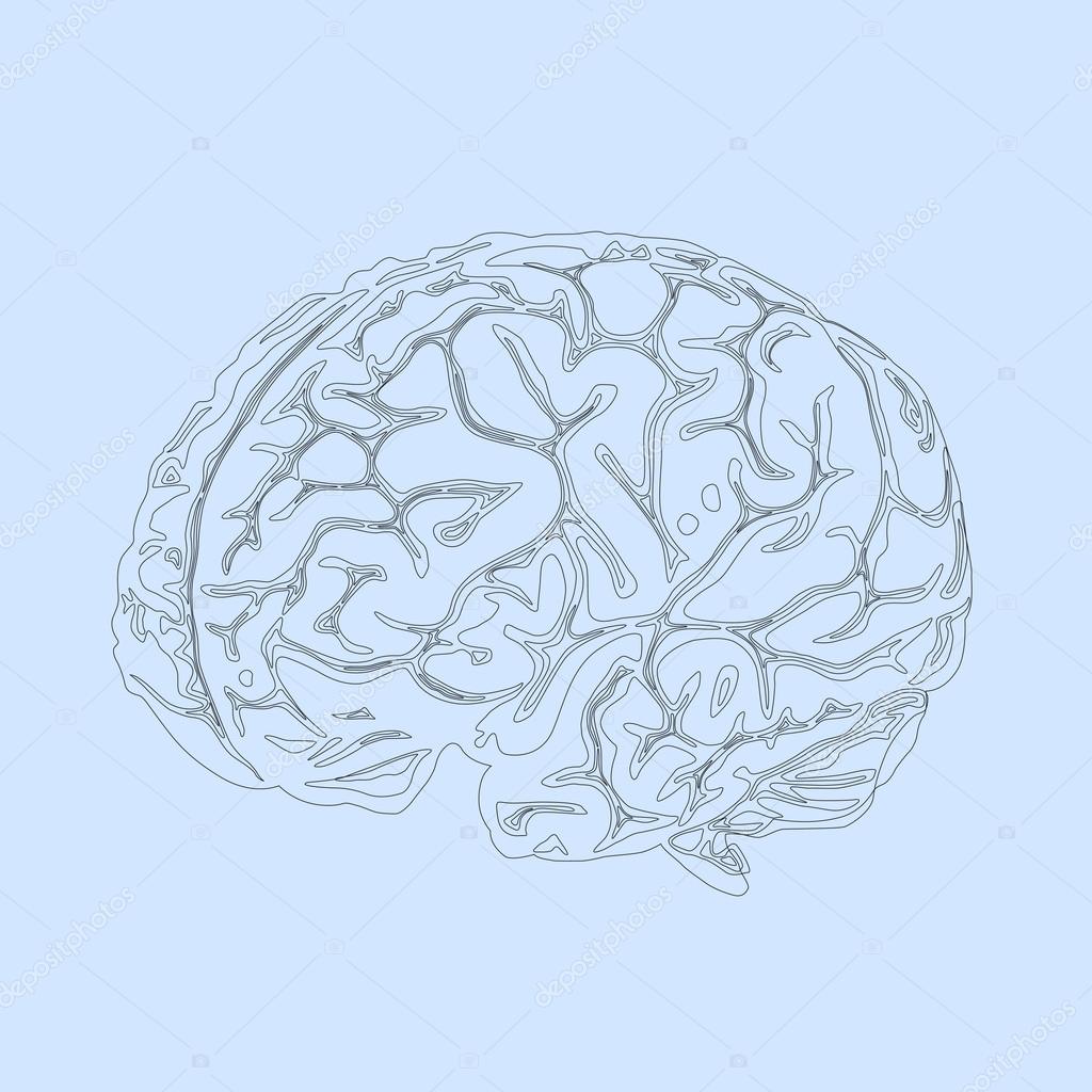 Contour of the human brain Stock Vector by ©vlad210498 54575129