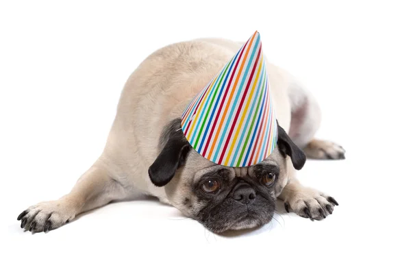 Pug dog with birthday hat Stock Photo by ©ImageGeneration 58234679