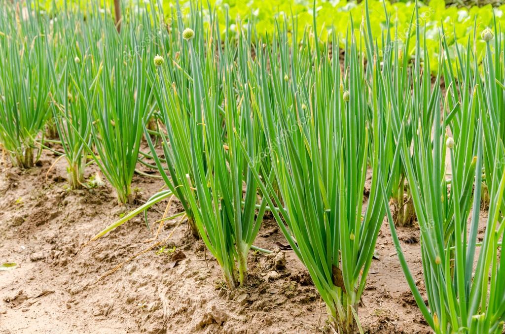 Growing Spring onions also known as salad onions on garden backg ...