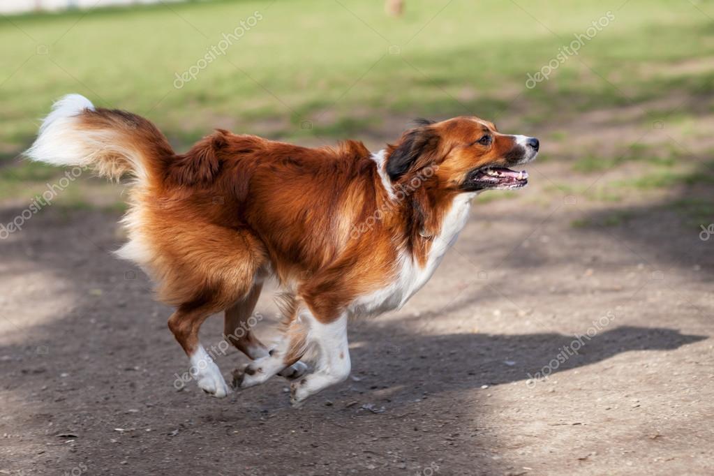 Dog runnnig in the park Stock Photo by ©vpardi 100216514