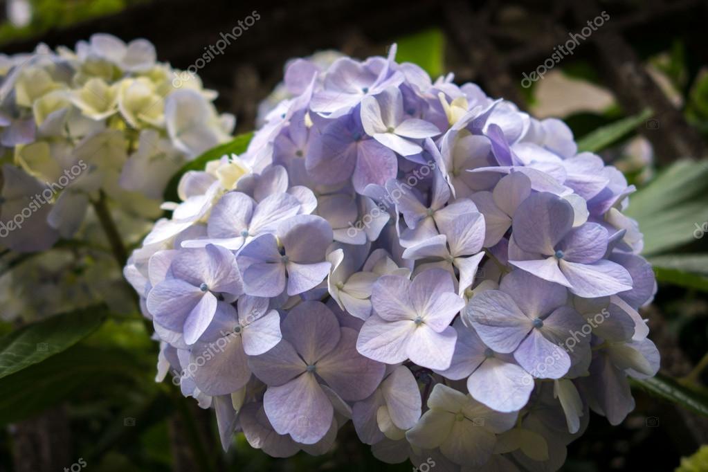 Hydrangea lilac flowers Stock Photo by ©vpardi 113517258