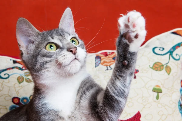 Cat play Stock Photos, Royalty Free Cat play Images | Depositphotos