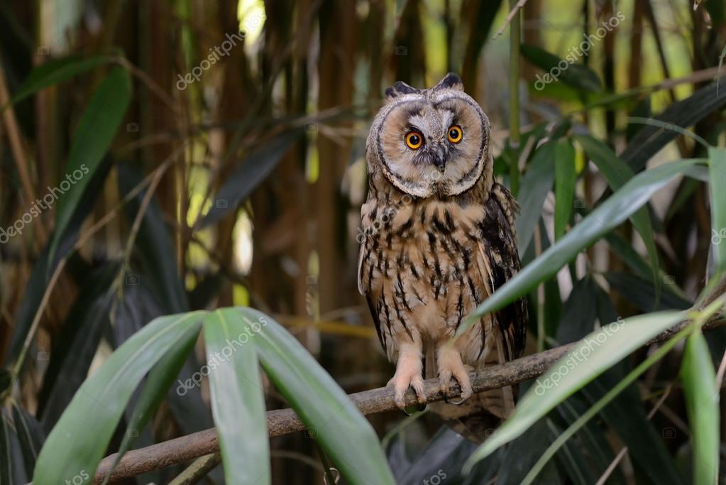 Owl on the tree Stock Photo by ©vpardi 54052981