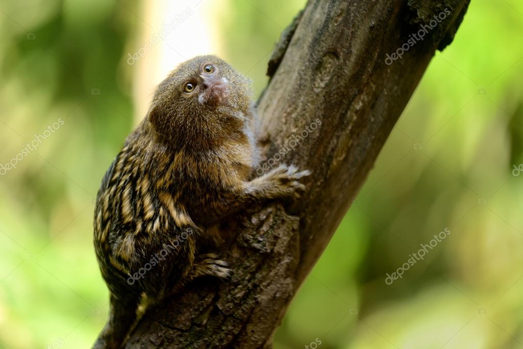 Cute Pygmy Marmoset