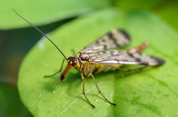 Insect pose Stock Photos, Royalty Free Insect pose Images | Depositphotos®