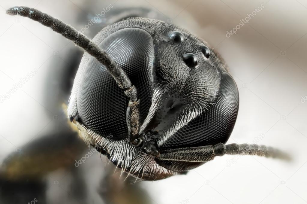 Little insect head — Stock Photo © vpardi #63129793
