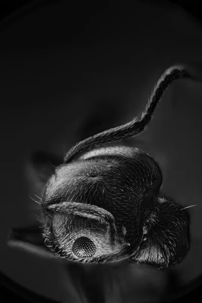 Insect head Stock Photos, Royalty Free Insect head Images | Depositphotos