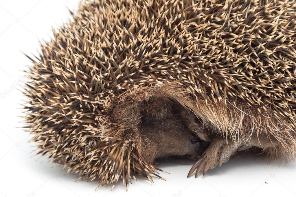 Prickles of a hedgehog Stock Photo by ©vpardi 63410287