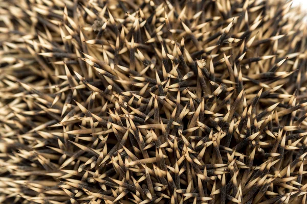 Prickle Stock Photos, Royalty Free Prickle Images | Depositphotos®