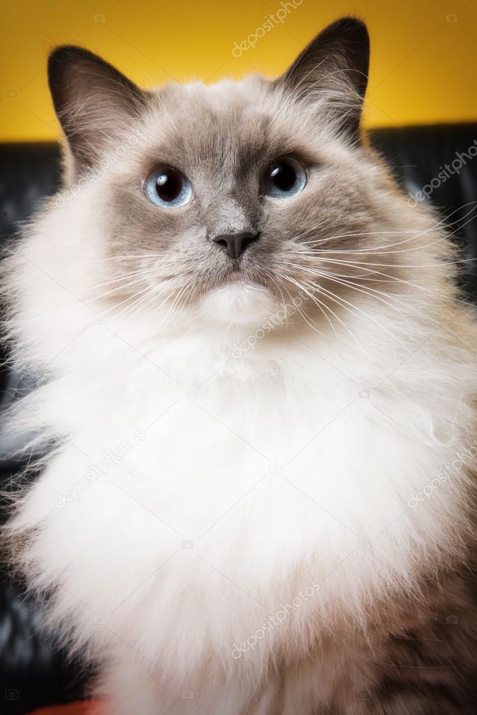 White Ragdoll Persian