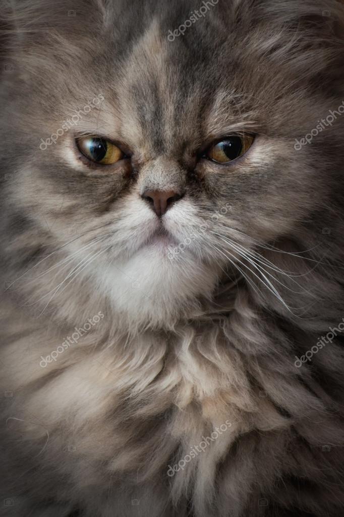 Gato persa gris — Foto de stock #67401653 © vpardi