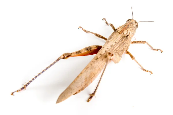 Big brown locust — Stock Photo © vpardi #88237840