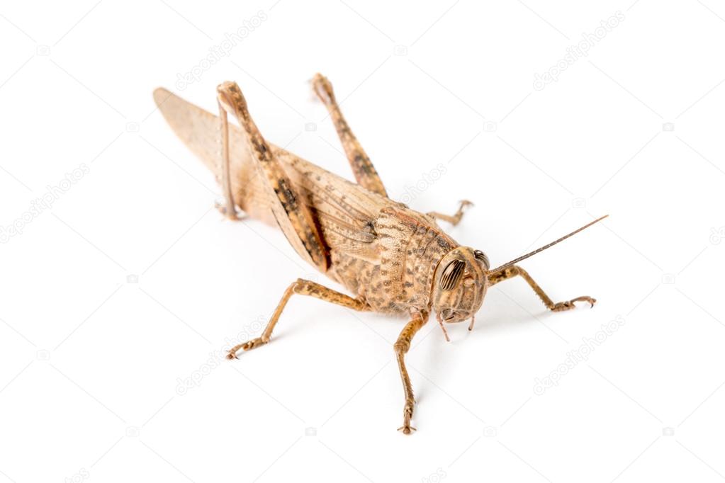 Big brown locust — Stock Photo © vpardi #88237840