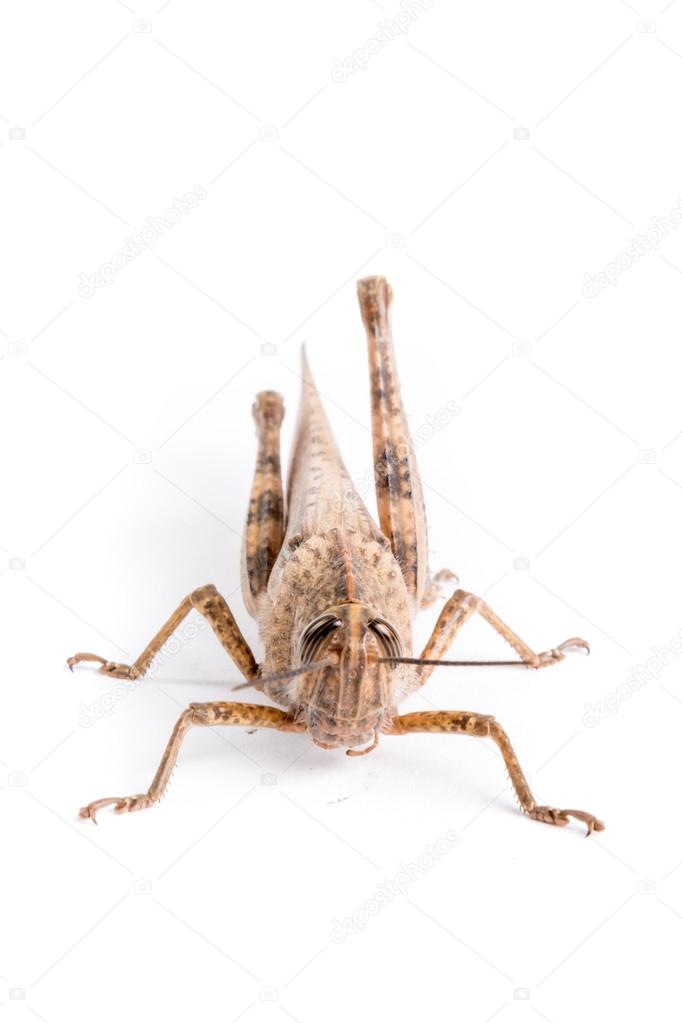 Big brown locust Stock Photo by ©vpardi 88238162