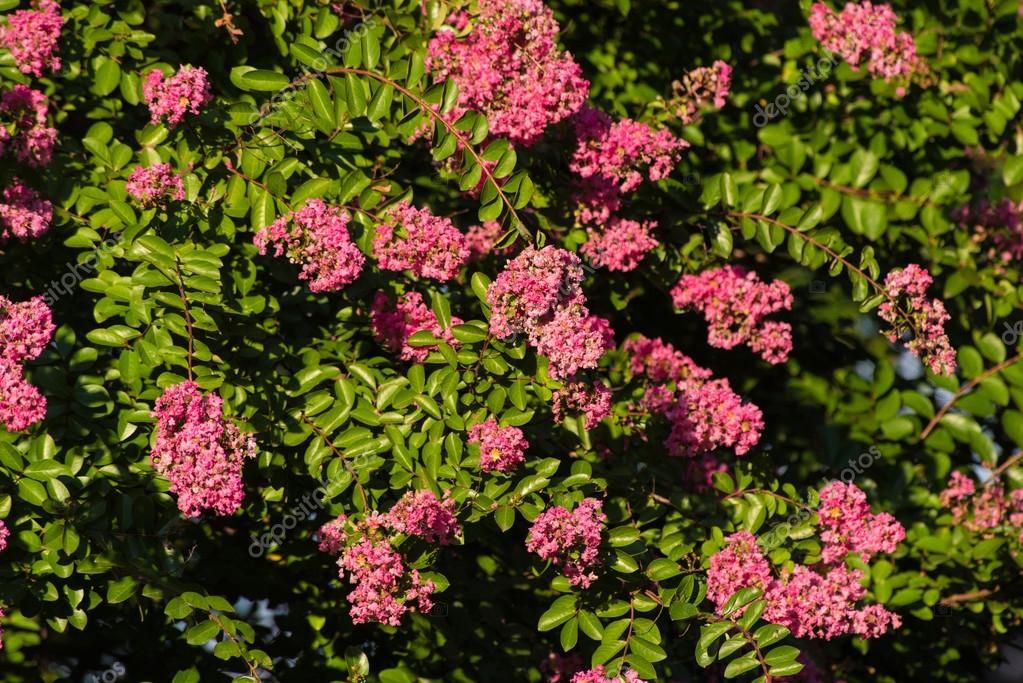 Beautiful bushes blooming pink flowers — Stock Photo © vpardi #88256442