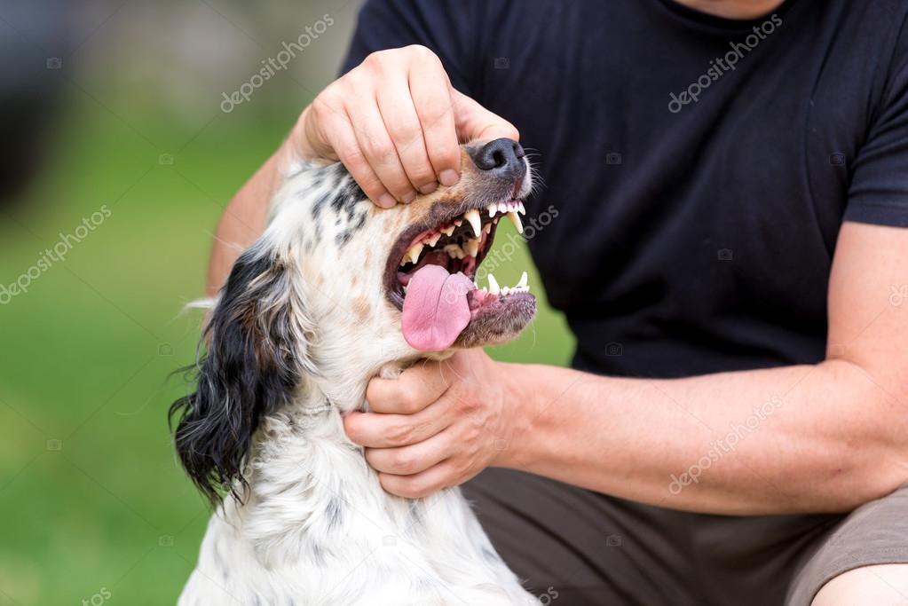 Check of the teeth of a dog Stock Photo by ©vpardi 88257496