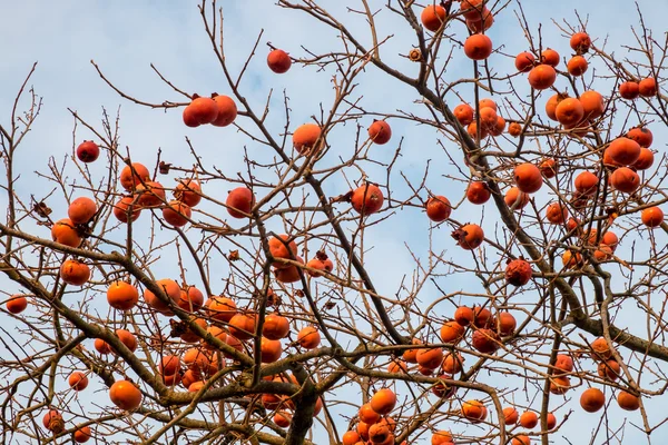Persimmon tree Stock Photos, Royalty Free Persimmon tree Images | Depositphotos