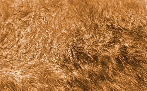 Cat fur texture — Stock Photo © Goodday #1041443