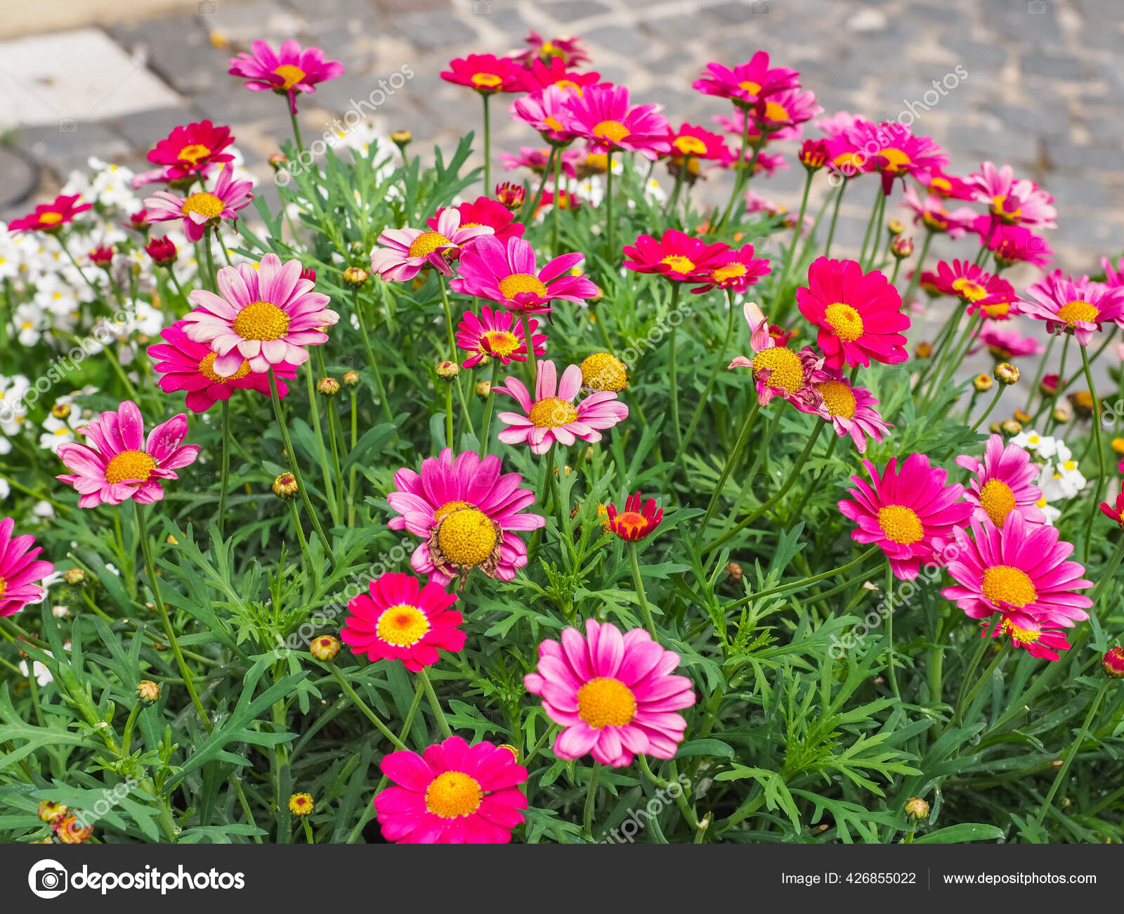 Pink Marguerite Daisy
