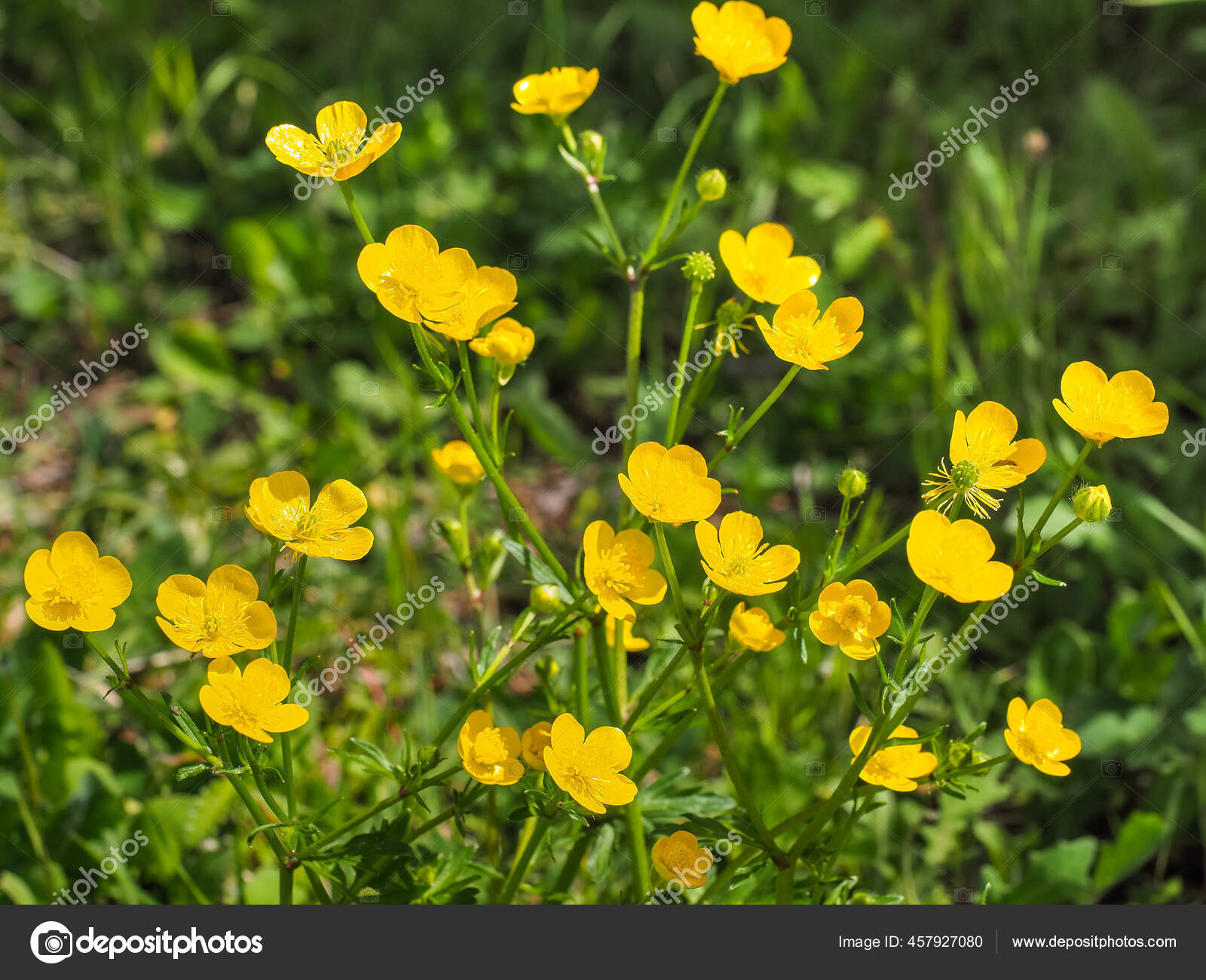 Wild Buttercup Flower Seeds