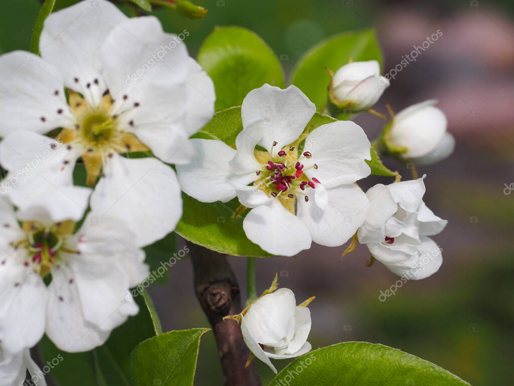 Flores de pera, de cerca. Pyrus communis o pera europea es un rbol frut ...