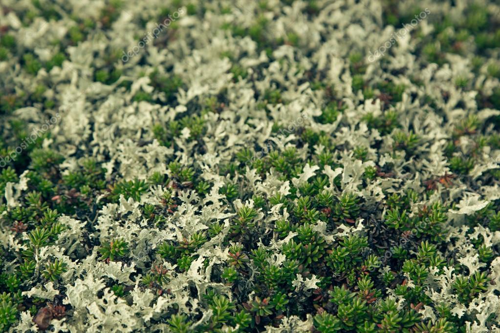 Tundra Mosses