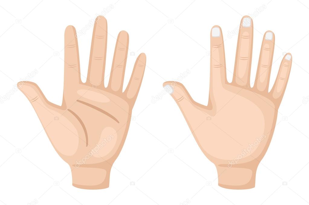Hand vector Stock Vector Image by ©jehsomwang #56126869
