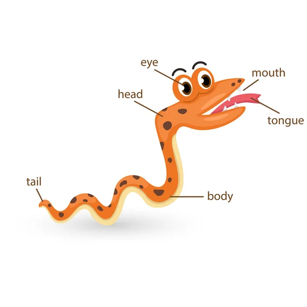 17 Snake mouth anatomy Vector Images, Snake mouth anatomy Illustrations ...