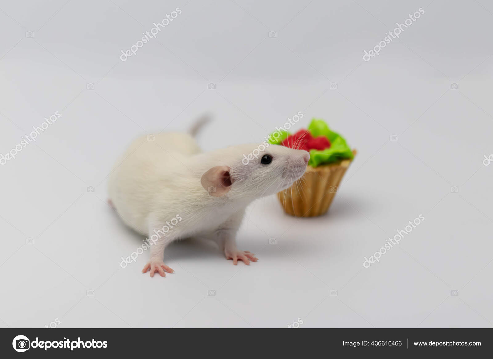 White Rat Eats Sweet Delicious Cake Muffin Birthday Cake — Stock Photo ...