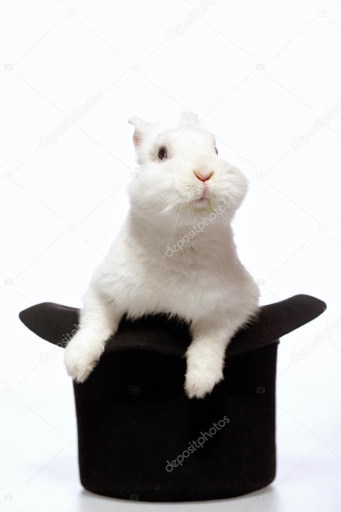 Rabbit playing with a magicians hat Stock Photo by ©yacobchuk1 64889785