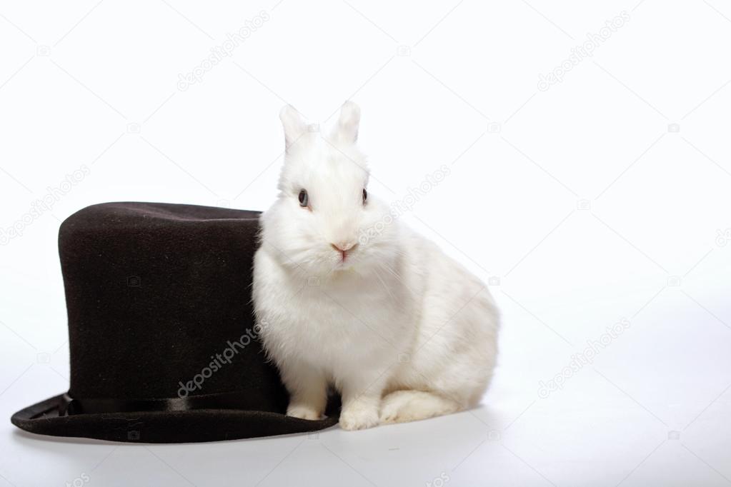 Rabbit playing with a magicians hat Stock Photo by ©yacobchuk1 64889941