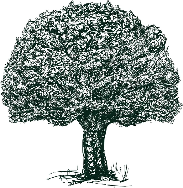 Oak tree heraldry Vector Images | Depositphotos