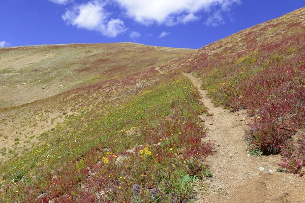 Alpine tundra showing Fall colors — Stock Photo © Nyker #54157951