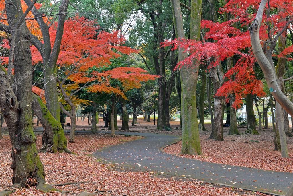Pictures: japanese maples | Japanese Maples in autumn color, Ueno Park, Tokyo, Japan — Stock ...