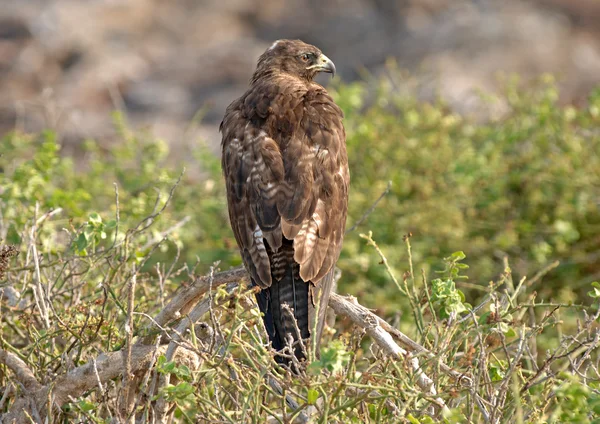Fauna ecuador Stock Photos, Royalty Free Fauna ecuador Images ...