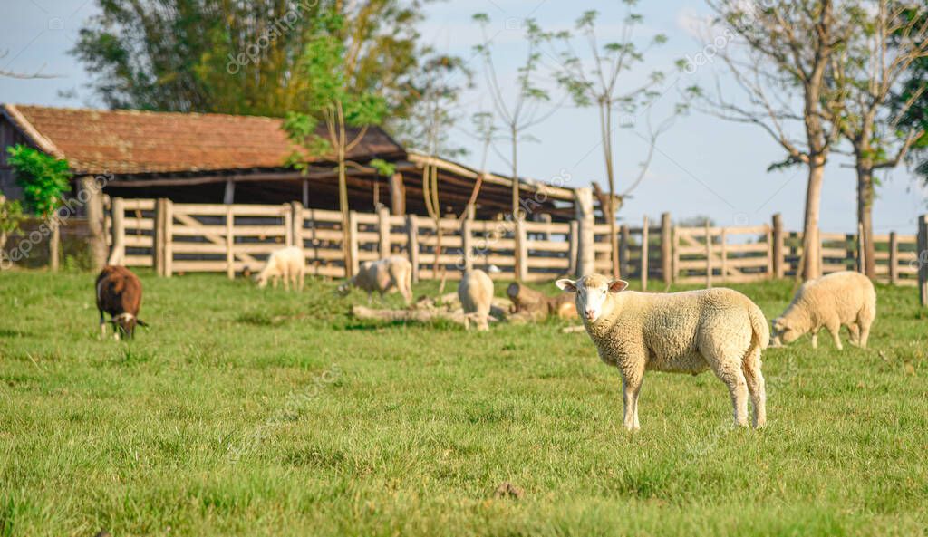 Paisaje rural. Pendiente de montaña. Animales de granja. Pequeña ...