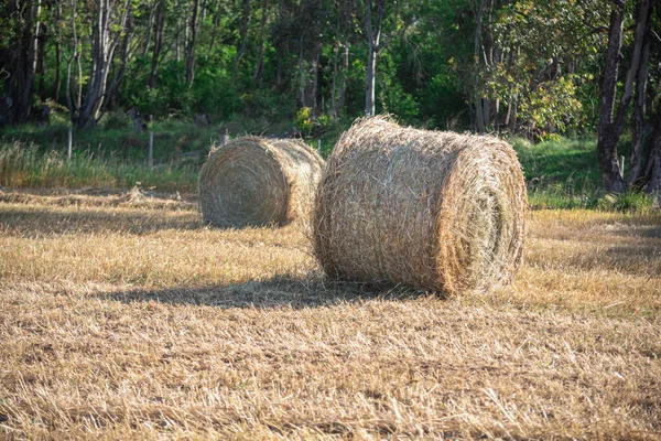 Hay rolls. Agriculture. Field after harvest. Rural landscape ...