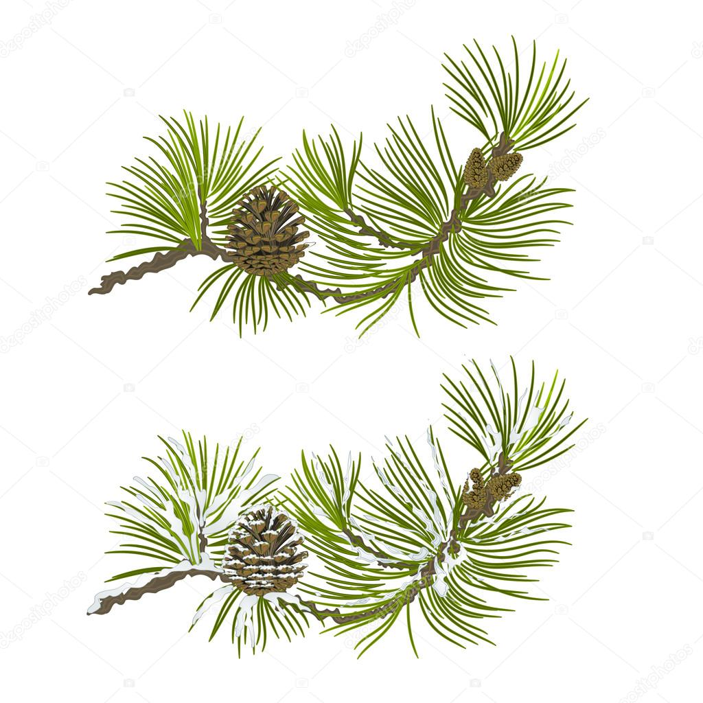 Pine Tree Branch Vector