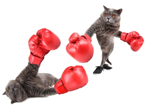 Patas de boxeo Stock Photos, Royalty Free Patas de boxeo Images ...