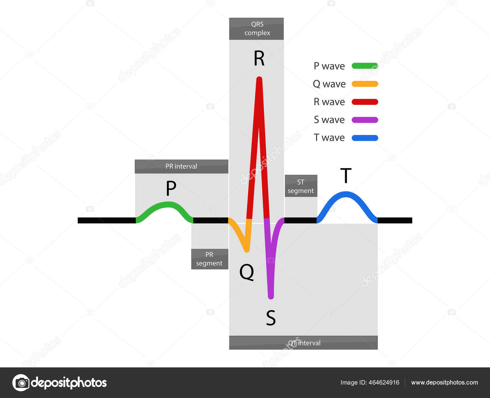 Ecg Waveform Normal Atrial Ventricular Depolarization Electrocardiogram ...