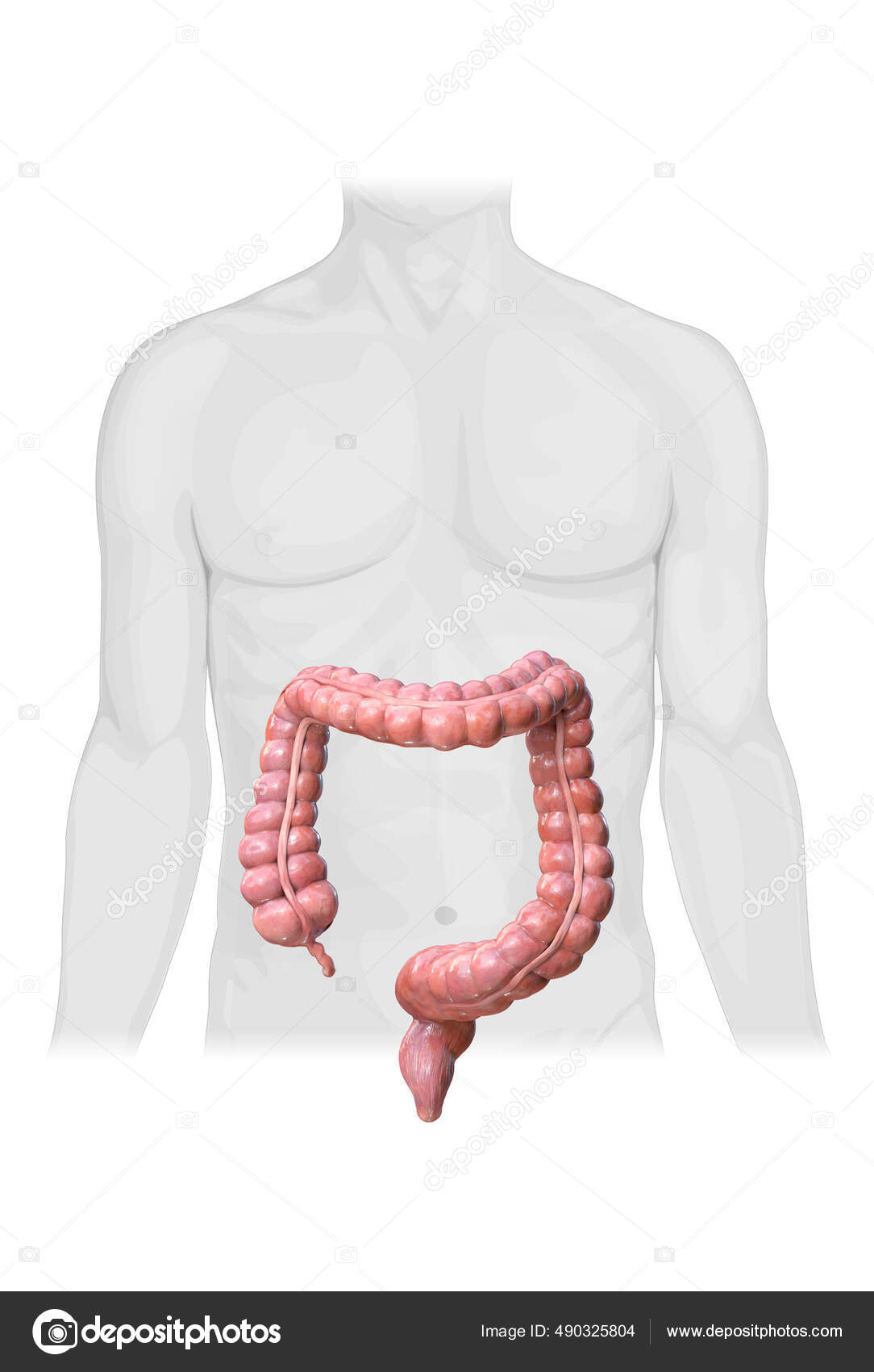 Colon Anatomy White Background Human Body Render Illustration Stock ...