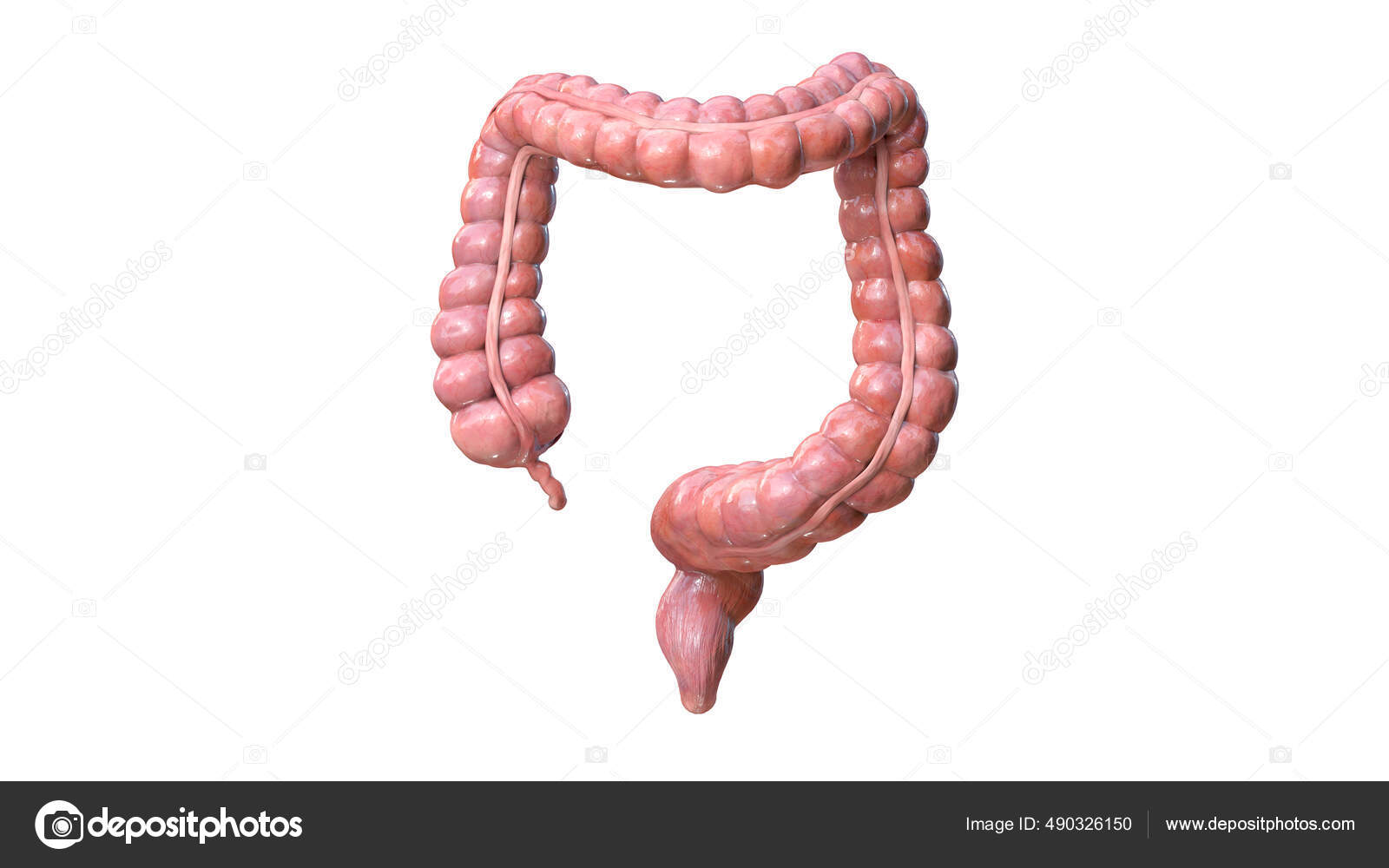 Anatomía Humana Colon