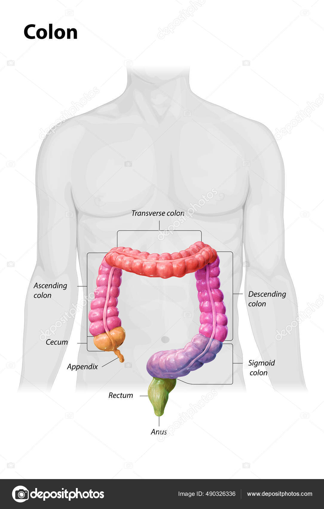 Colon Anatomy White Background Description Parts Colon Color Parts ...