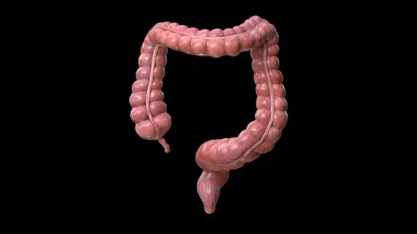 Anatomía Colon Sobre Fondo Blanco Cuerpo Humano Render Ilustración ...