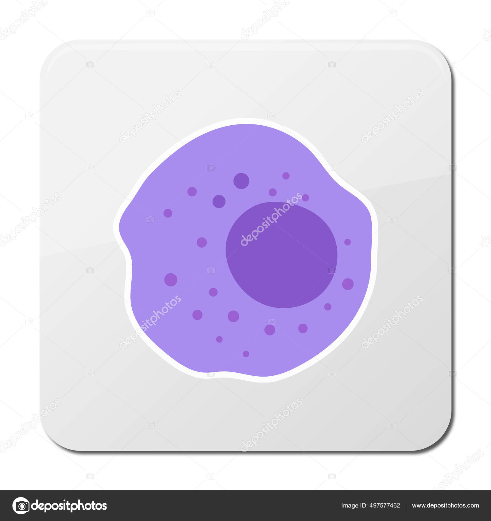 Structure Monocyte Monocytes Blood Cell Macrophage White Blood Cell ...