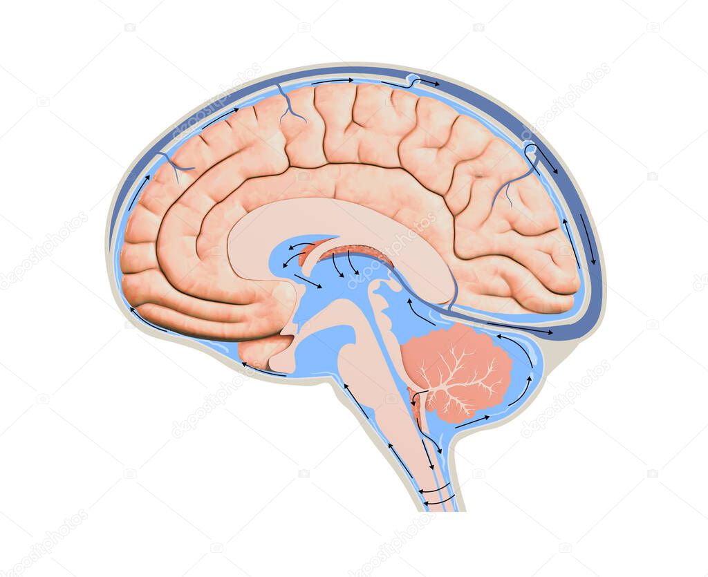 Diagrama que ilustra el líquido cefalorraquídeo LCR en el sistema ...